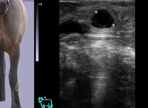 OB measurement guidence – Wellue
