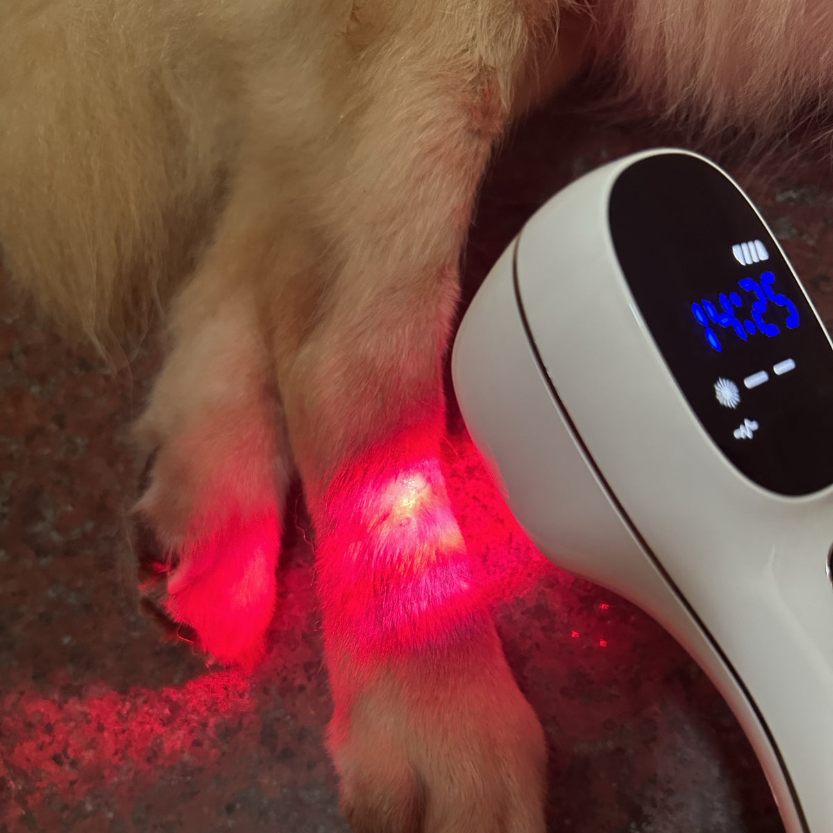 Cold Laser Therapy Device for dogs and cats. Relieve muscle aches and ...