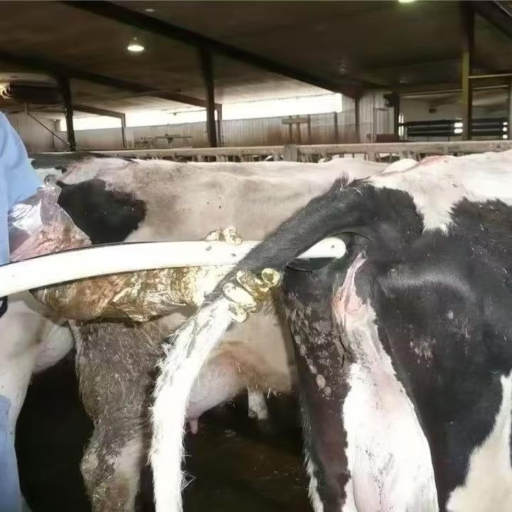 The Veterinary Rectal Probe Extender offers a safe, stable way to ...